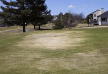 Winter Desiccation - Liquid Lawn