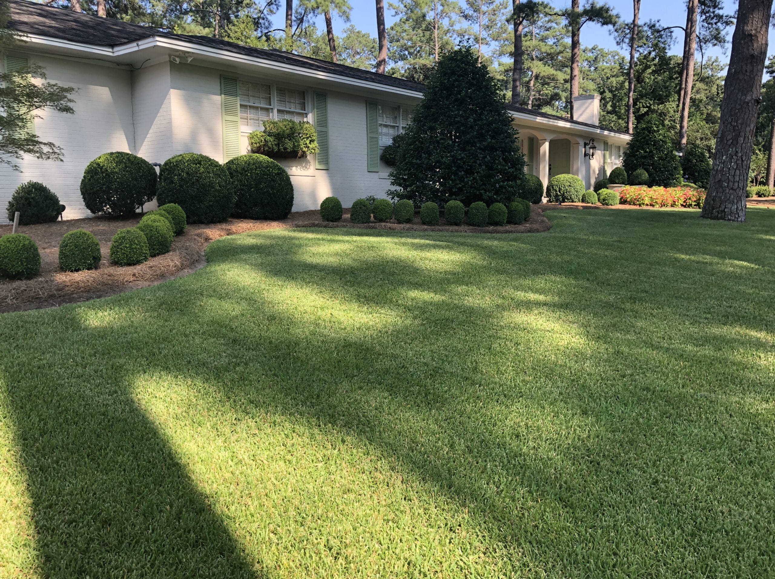 How To Care For St Augustine Grass Liquid Lawn