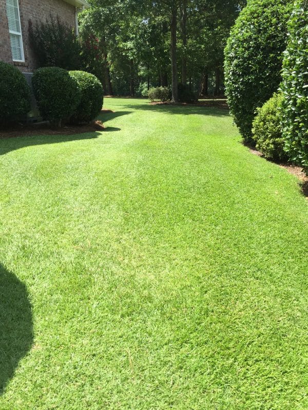 How To Care For Centipede Grass Liquid Lawn